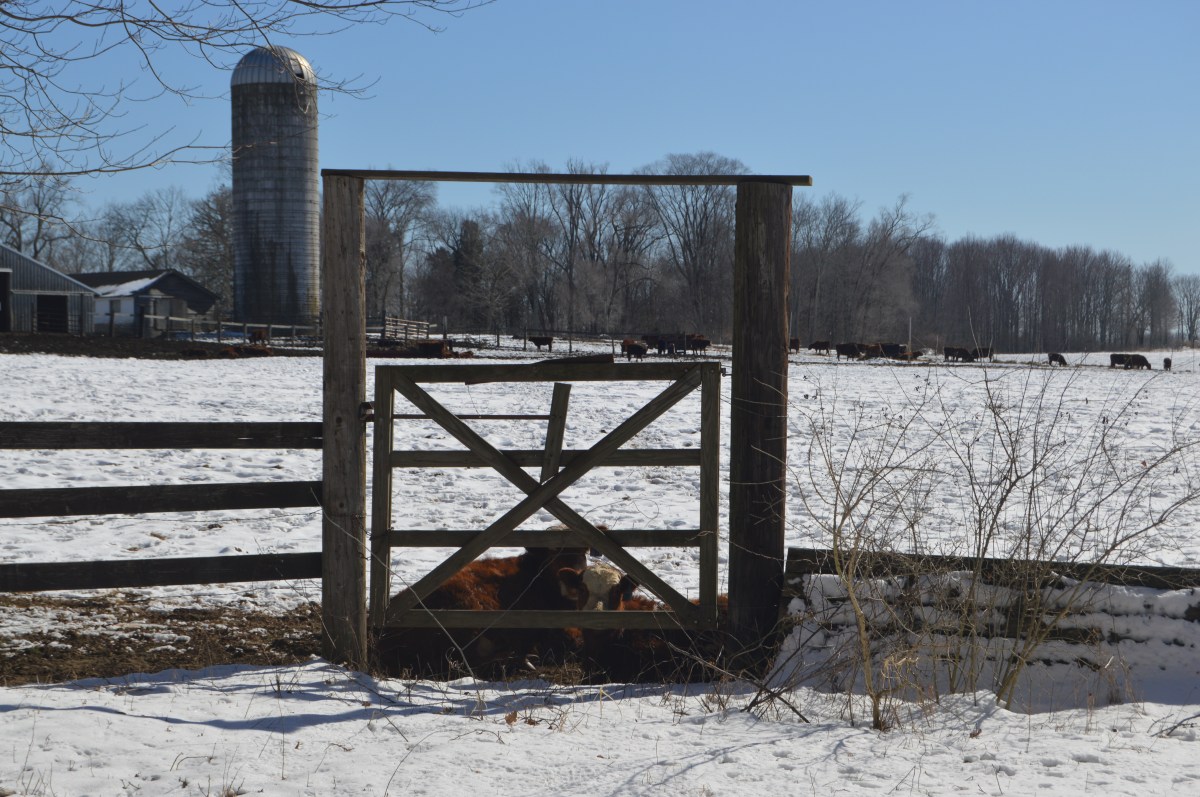 Stuart Family Farm – Warm in the Winter – ethical meating